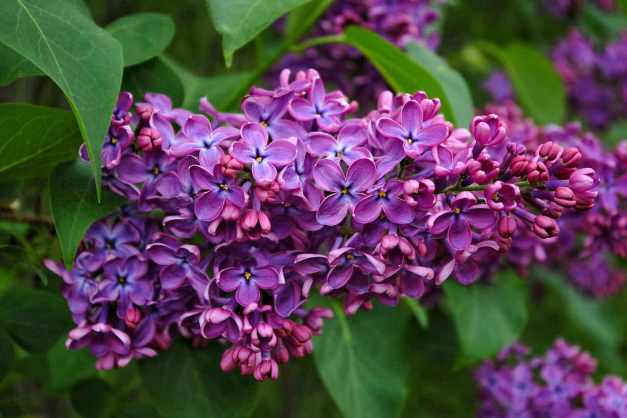 Lilas du Japon : Comment le planter et l'entretenir ? - Le blog ...
